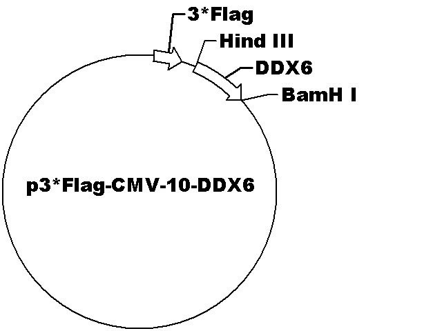 p3*Flag-CMV-10-DDX6 plasmid,p3*Flag-CMV-10-DDX6,p3*Flag-CMV-10-DDX6 plasmid,p3*Flag-CMV-10-DDX6 ...