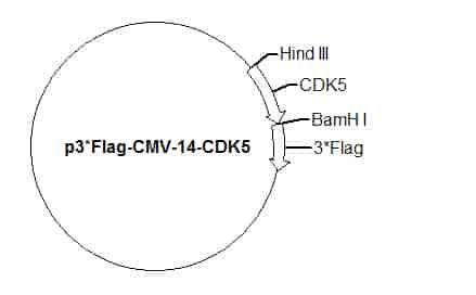 pExpress-1-Uba3 Plasmid