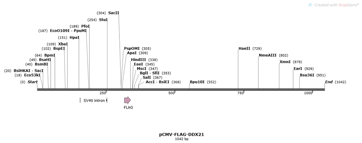 pCMV-Flag-DDX21 plasmid,pCMV-Flag-DDX21,pCMV-Flag-DDX21 plasmid,pCMV ...