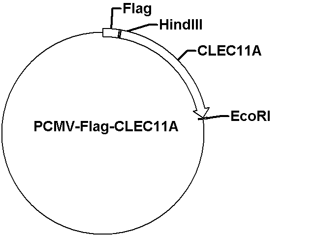 pCMV-Flag-CLEC11A plasmid,pCMV-Flag-CLEC11A,pCMV-Flag-CLEC11A plasmid ...
