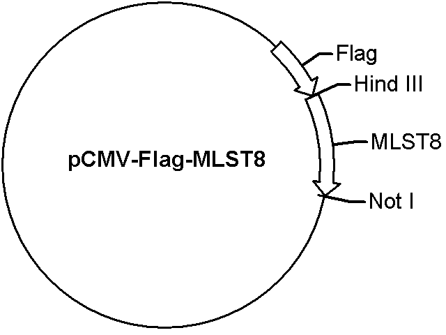 pCMV-Flag-MLST8 plasmid,pCMV-Flag-MLST8,pCMV-Flag-MLST8 plasmid,pCMV-Flag-MLST8 sequence,pCMV ...