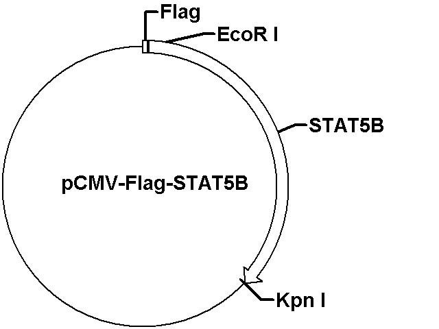 pLV3-CMV-PKLR-EF1a-Neo Plasmid