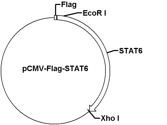 pCMV-Flag-STAT6 plasmid,pCMV-Flag-STAT6,pCMV-Flag-STAT6 plasmid,pCMV-Flag-STAT6 sequence,pCMV ...