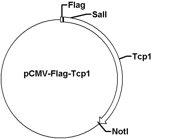 pCMV-Flag-TCP1 plasmid,pCMV-Flag-TCP1,pCMV-Flag-TCP1 plasmid,pCMV-Flag ...