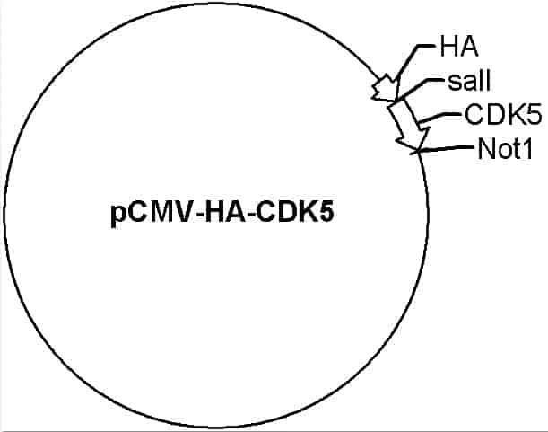 pCMV-HA-CDK5 plasmid,pCMV-HA-CDK5,pCMV-HA-CDK5 plasmid,pCMV-HA-CDK5 ...