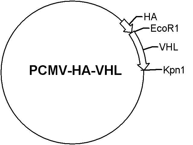 pCMV-HA-VHL plasmid,pCMV-HA-VHL,pCMV-HA-VHL plasmid,pCMV-HA-VHL sequence,pCMV-HA-VHL map