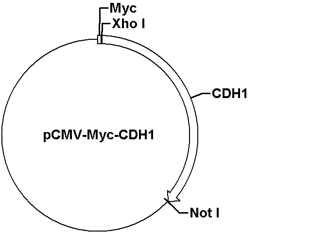 pCMV-Myc-CDH1 plasmid,pCMV-Myc-CDH1,pCMV-Myc-CDH1 plasmid,pCMV-Myc-CDH1 sequence,pCMV-Myc-CDH1 map