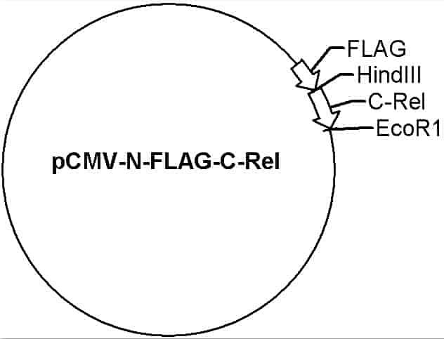 pCMV-N-FLAG-C-Rel plasmid,pCMV-N-FLAG-C-Rel,pCMV-N-FLAG-C-Rel plasmid ...