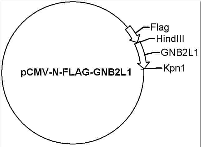pCMV-N-FLAG-GNB2L1 plasmid,pCMV-N-FLAG-GNB2L1,pCMV-N-FLAG-GNB2L1 ...
