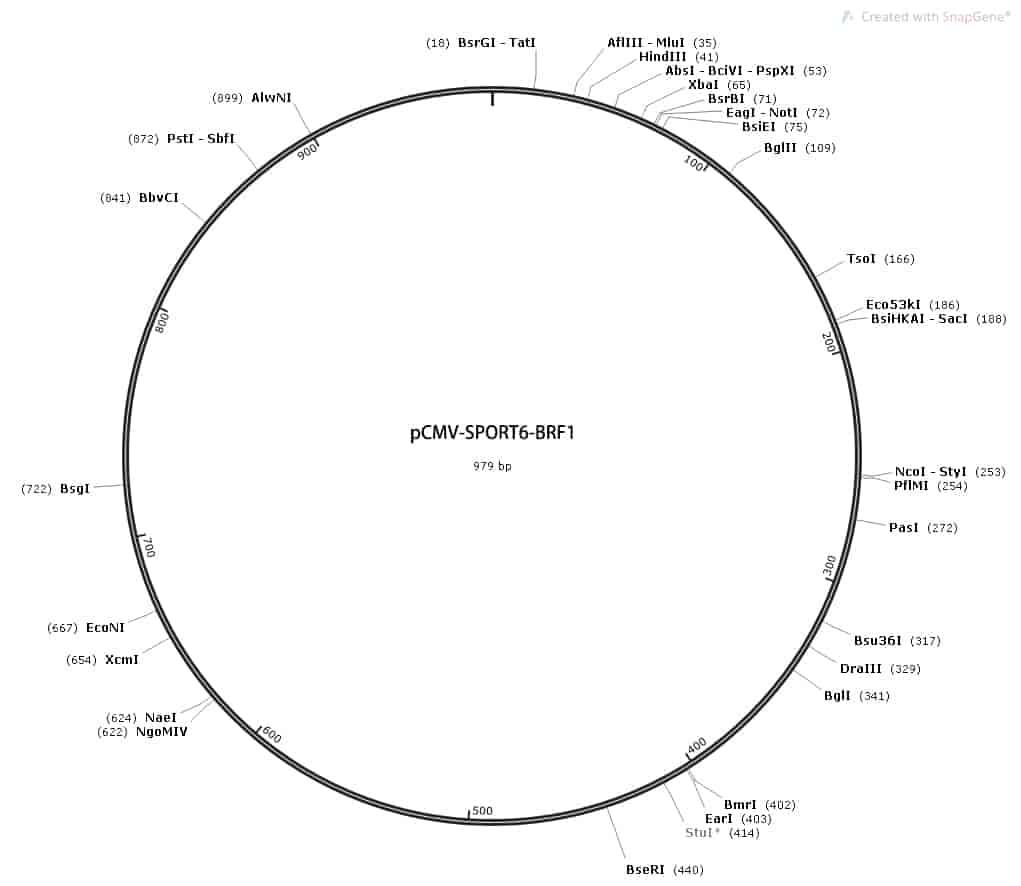 pCMV-SPORT6-BRF1 plasmid,pCMV-SPORT6-BRF1,pCMV-SPORT6-BRF1 plasmid,pCMV-SPORT6-BRF1 sequence ...