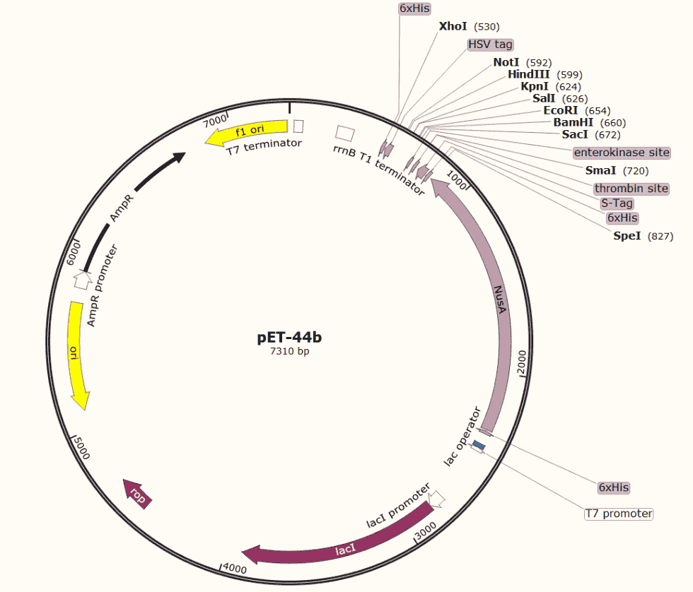 pENTR223-NADK-C786A plasmid,pENTR223-NADK-C786A,pENTR223-NADK-C786A plasmid,pENTR223-NADK-C786A ...