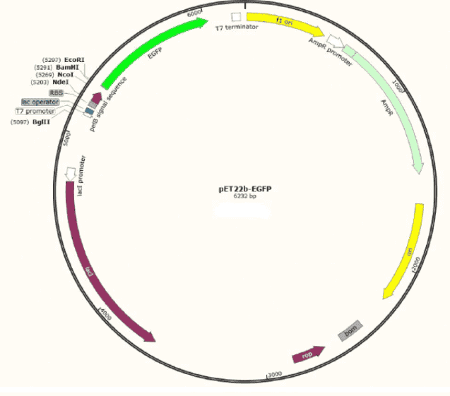 pET22b-EGFP