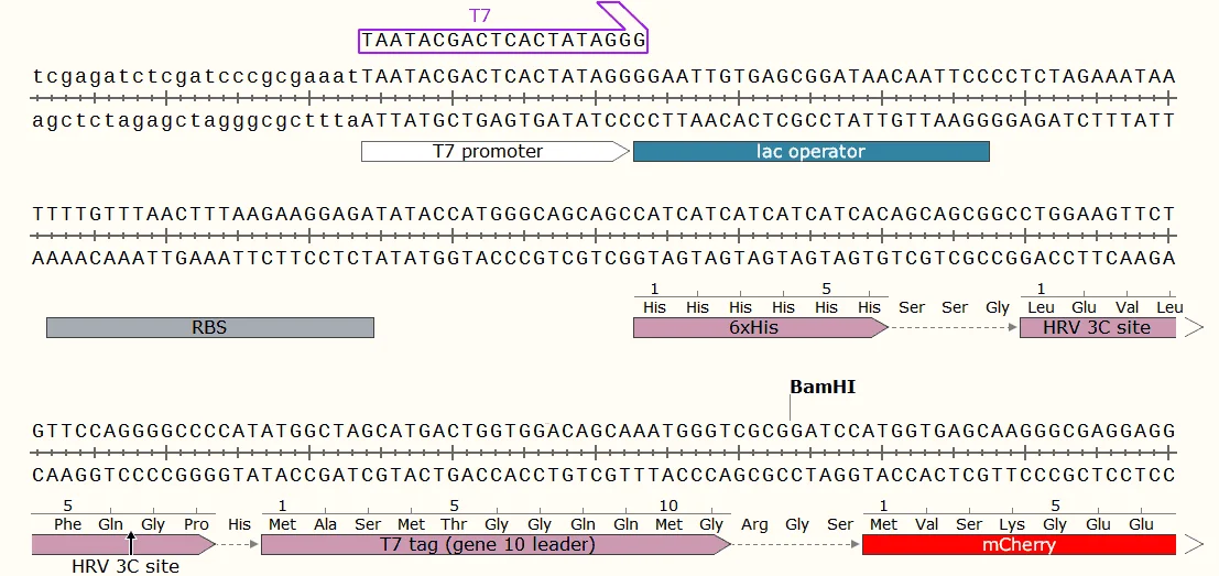 pET28a-mCherry Expression Vector (Cat. PVT0075) | High-Efficiency Cloning
