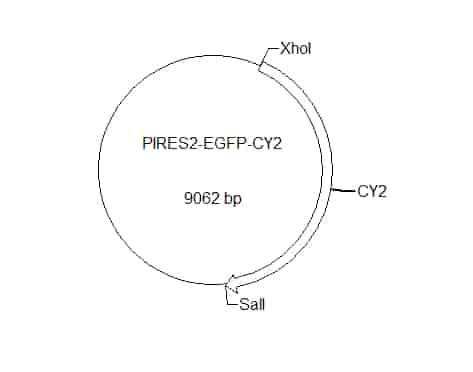 pIRES2-EGFP-CY2 plasmid,pIRES2-EGFP-CY2,pIRES2-EGFP-CY2 plasmid,pIRES2-EGFP-CY2 sequence,pIRES2 ...