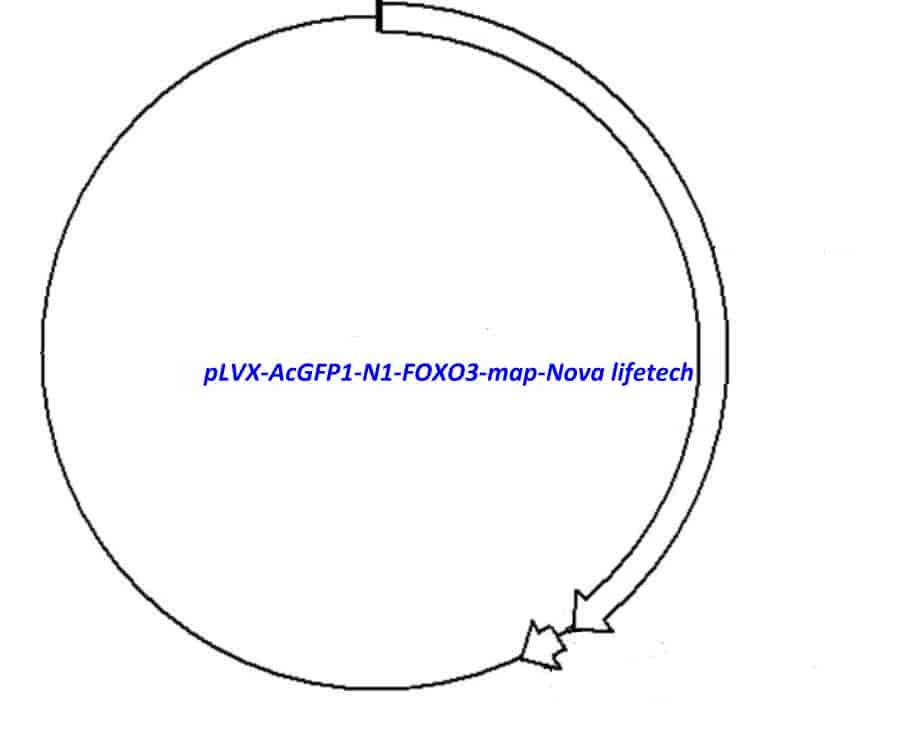 pLVX-AcGFP1-N1-FOXO3 plasmid,pLVX-AcGFP1-N1-FOXO3,pLVX-AcGFP1-N1-FOXO3 plasmid,pLVX-AcGFP1-N1 ...