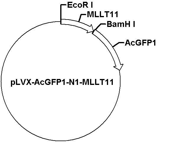 pLVX-AcGFP1-N1-MLLT11 plasmid,pLVX-AcGFP1-N1-MLLT11,pLVX-AcGFP1-N1-MLLT11 plasmid,pLVX-AcGFP1-N1 ...