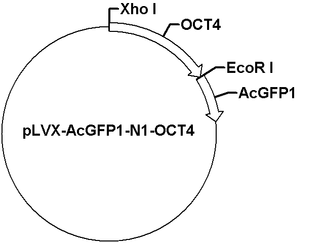 pUC19-PJ23119-pelB-Gene Plasmid