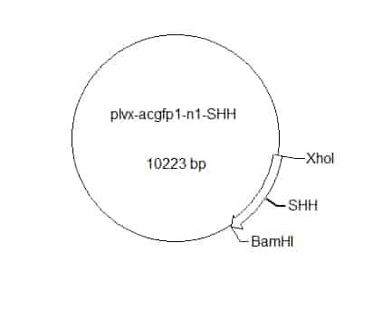 pT7T3D-PacI-Ftsj1 Plasmid