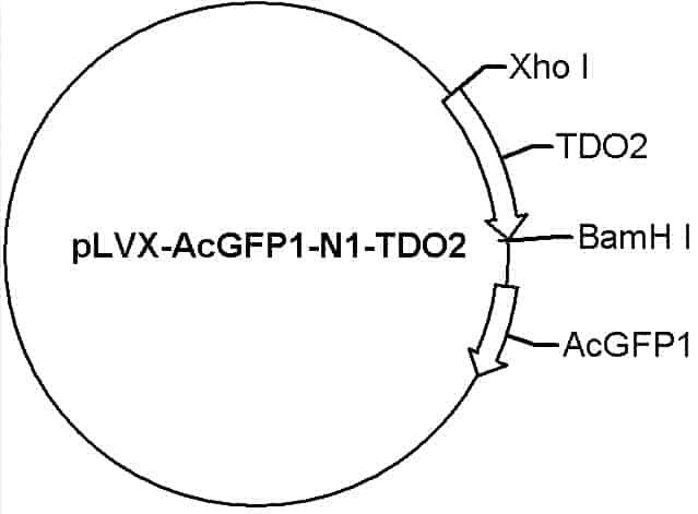 pExpress-1-Ccna1 Plasmid
