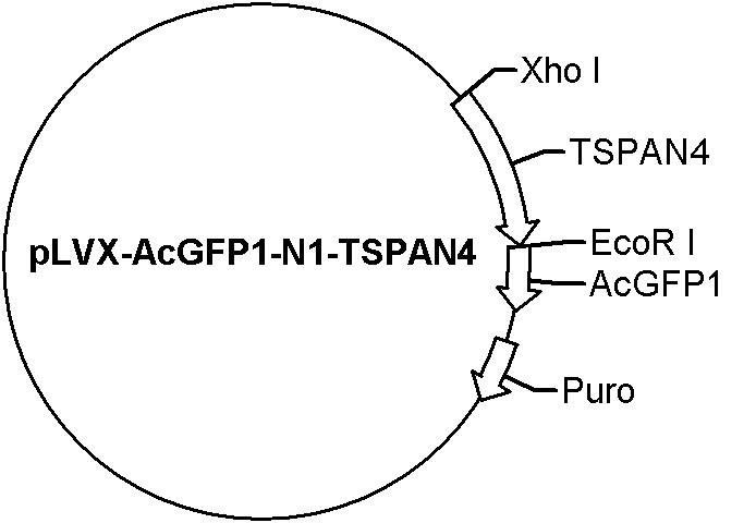 pLVX-AcGFP1-N1-TSPAN4 plasmid,pLVX-AcGFP1-N1-TSPAN4,pLVX-AcGFP1-N1-TSPAN4 plasmid,pLVX-AcGFP1-N1 ...