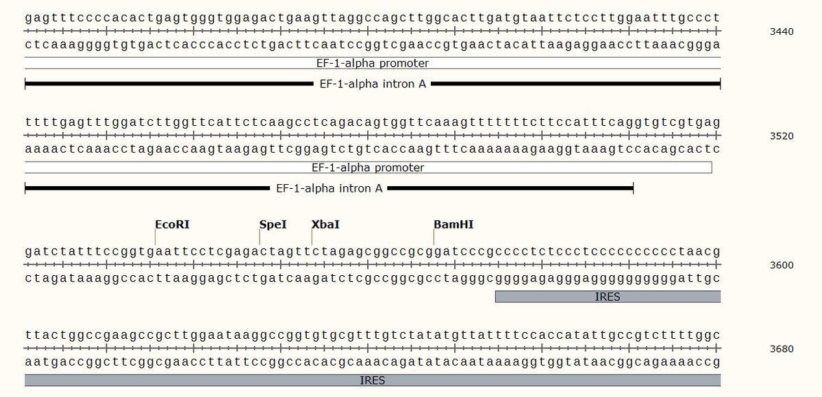pLVX-EF1伪-IRES-puro/ pLVX-EF1伪-IRES-puro质粒/ pLVX-EF1伪-IRES-puro Plasmid价格,详情介绍-960化工网 – 960化工网