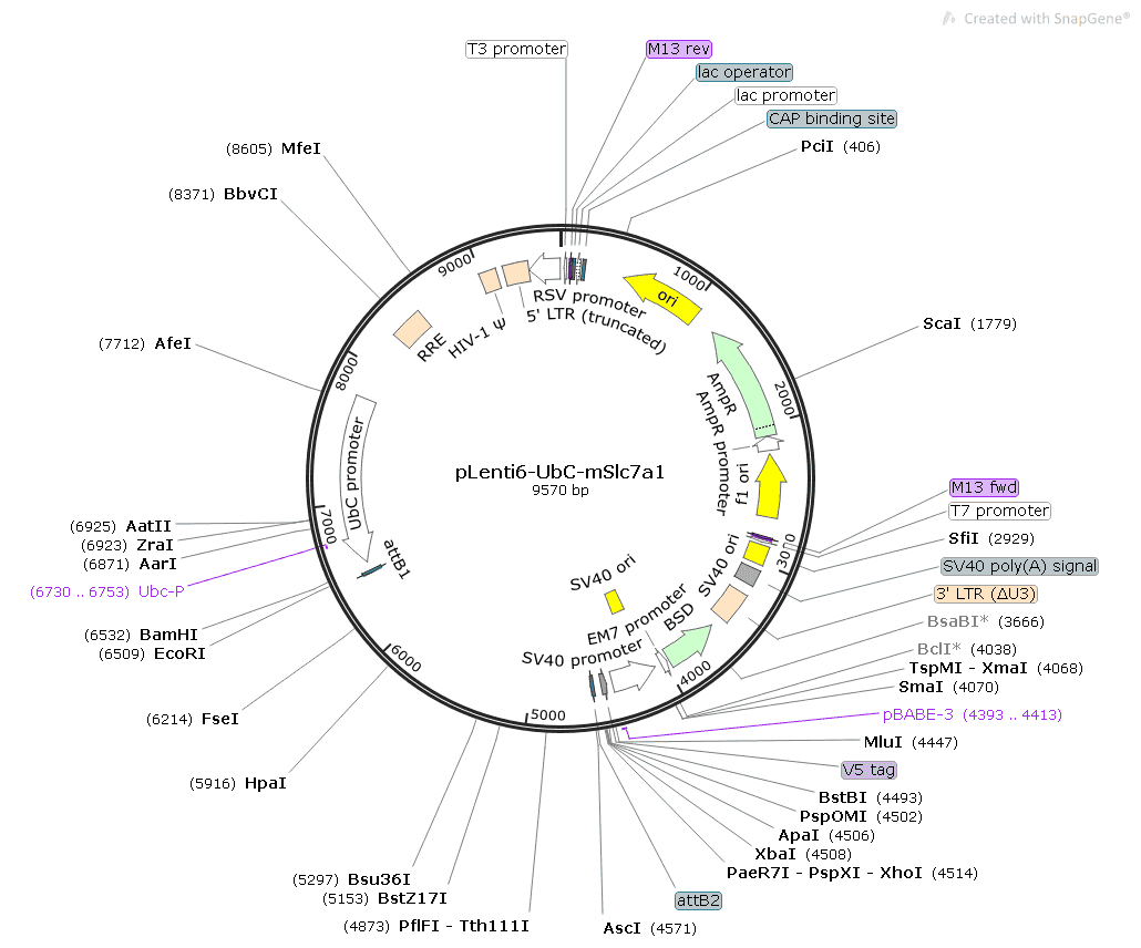 pLenti6/ UbC/ mSlc7a1 (Plasmid #17224) Plasmid [PVT7240]