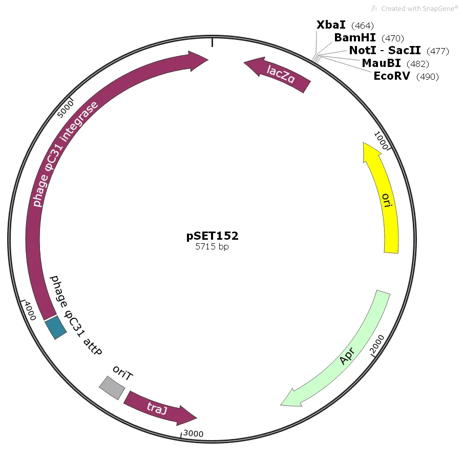 pSET152 Plasmid Vector | Streptomyces Integrative Expression Vector