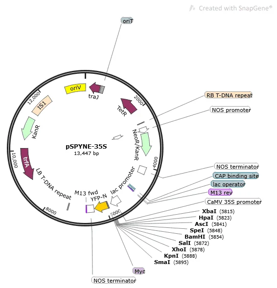 pSPYNE-35S Plasmid (PVT15958) | BiFC Reporter Vector for Plant Research