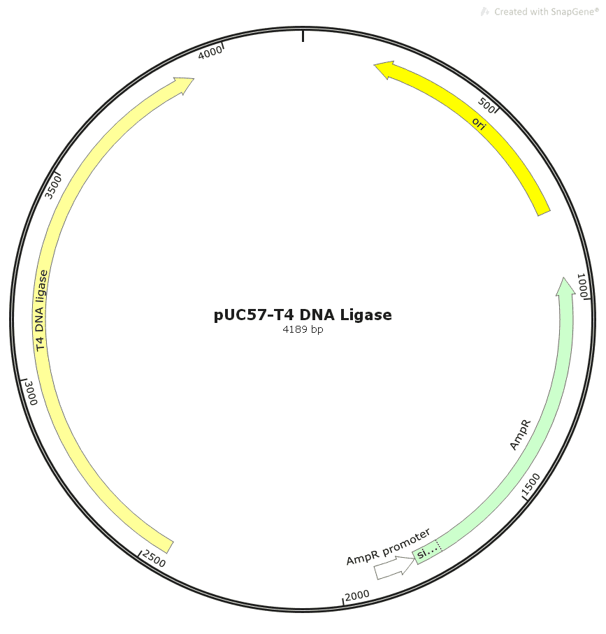 pUC57-T4 DNA Ligase plasmid,pUC57-T4 DNA Ligase,pUC57-T4 DNA Ligase ...