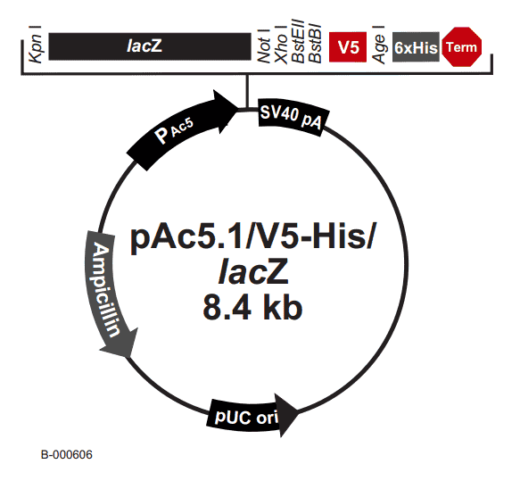 Plasmid- Various plamids for your research