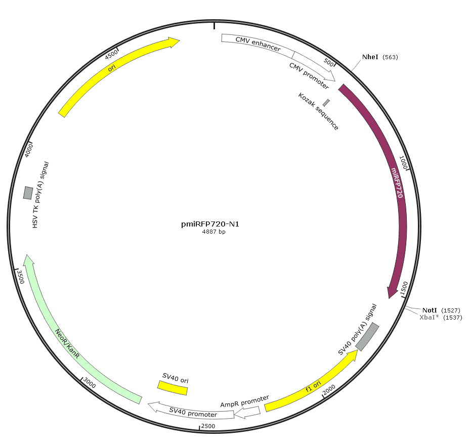 pECMV-3-FLAG-S100A16 plasmid,pECMV-3-FLAG-S100A16,pECMV-3-FLAG-S100A16 plasmid,pECMV-3-FLAG ...